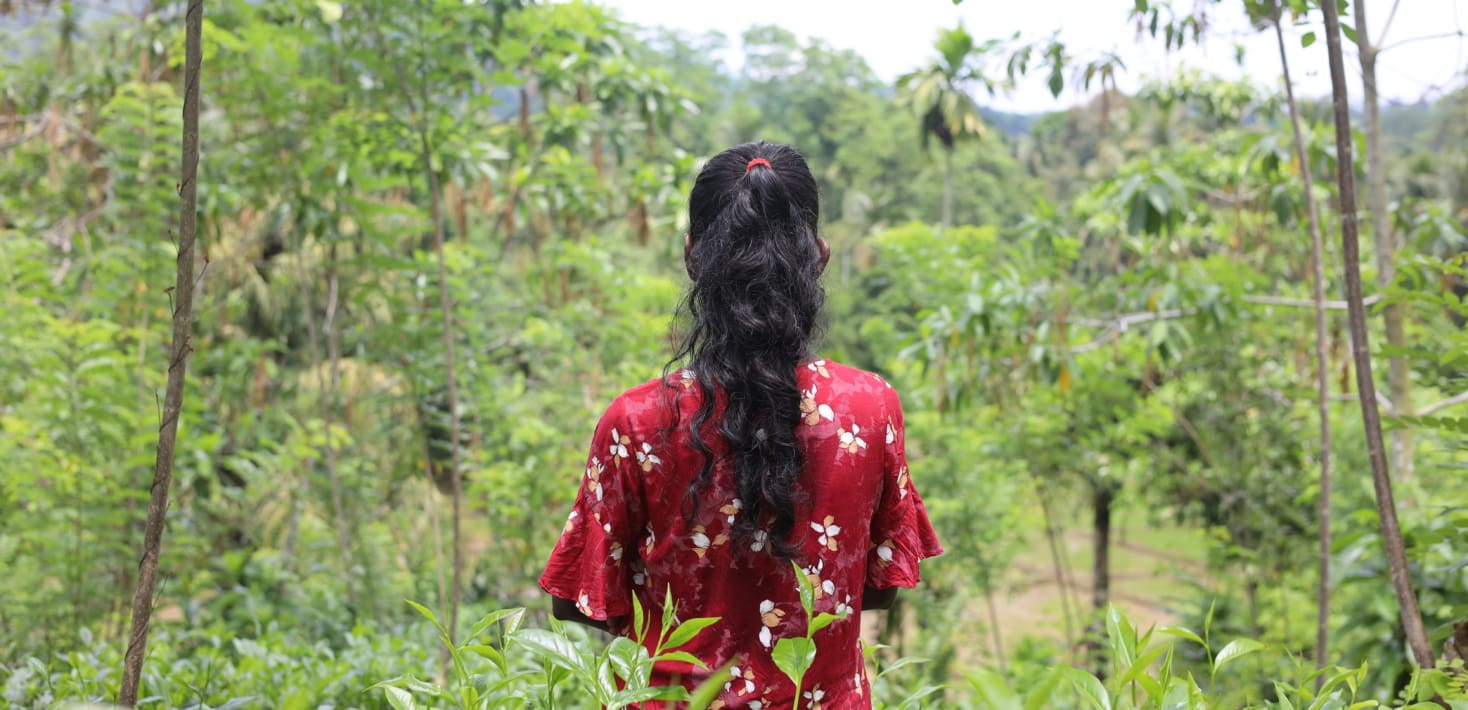 Sri Lanka: Malaiyaha Tamil Workers in Private Tea Estates Suffer ...